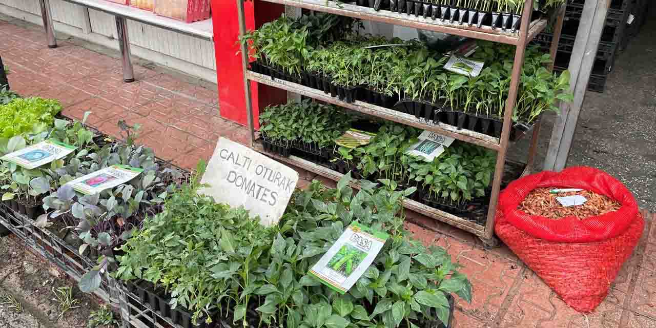 Eskişehir'de fide zamanı başladı